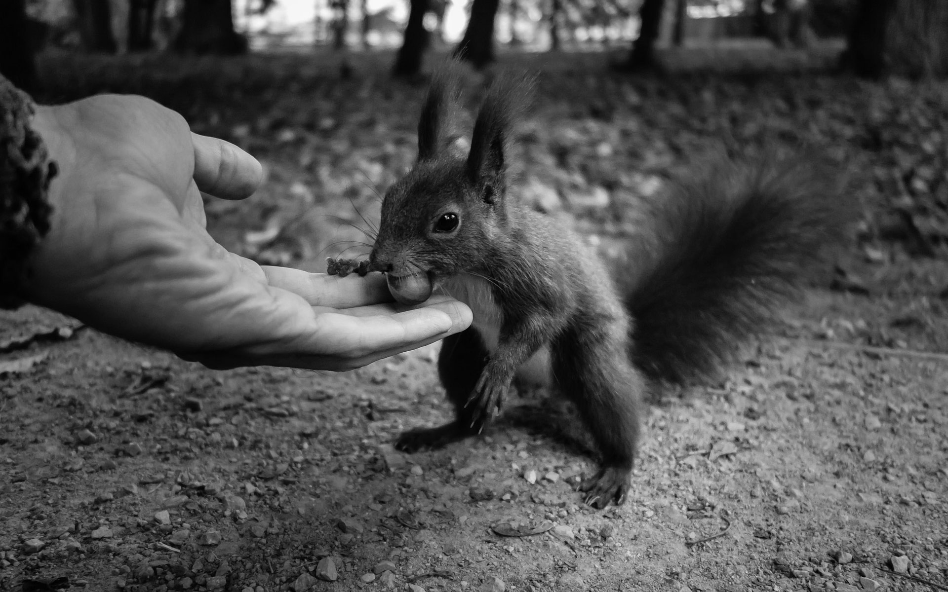 Hand and Squirrel (Hand Gallery Update) | The Seductive Life